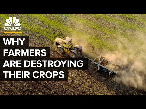 Why Farmers Are Destroying Their Crops - CNBC Africa