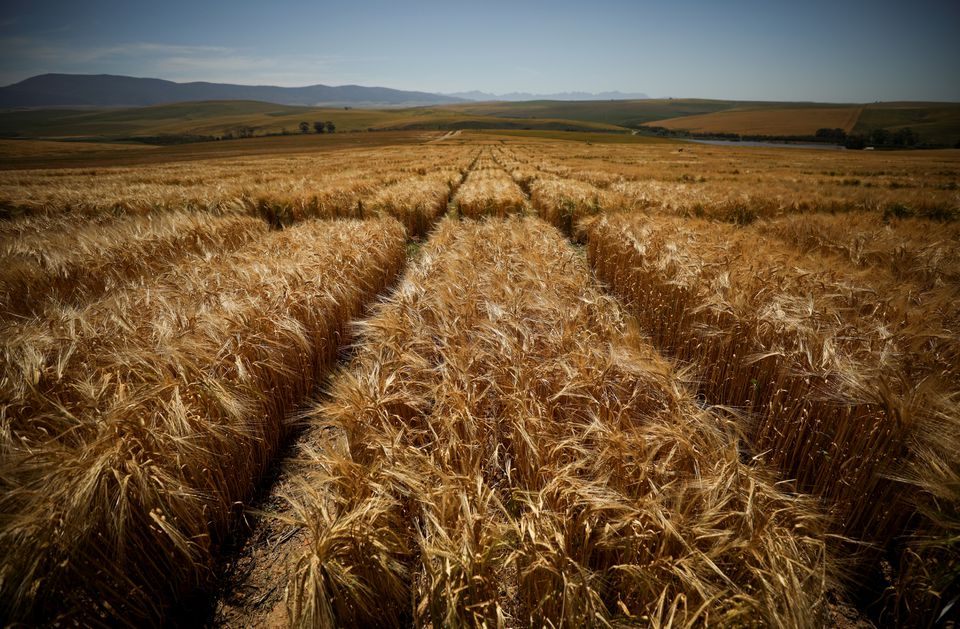 AB-Inbev bets on new barley variants to boost African beer-making ...
