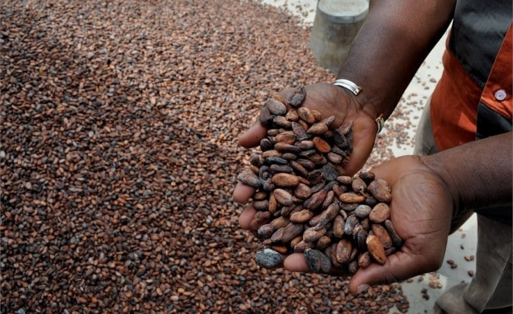 Nigeria cocoa exports rose 44% y/y in first eight months of 2021 -data ...