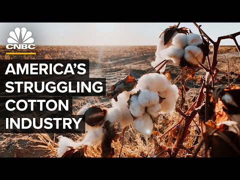 How Drought Cost America’s Cotton Industry Billions - CNBC Africa