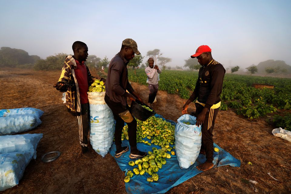Senegalese farmer pleads for support as African leaders discuss food ...