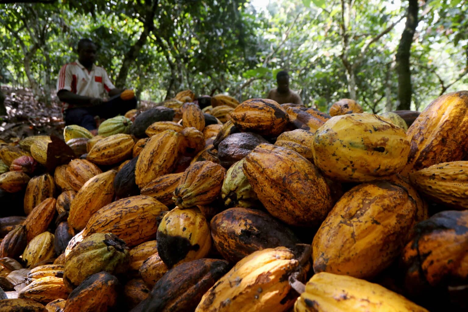 Abundant rains boost cocoa mid-crop in Ivory Coast - CNBC Africa