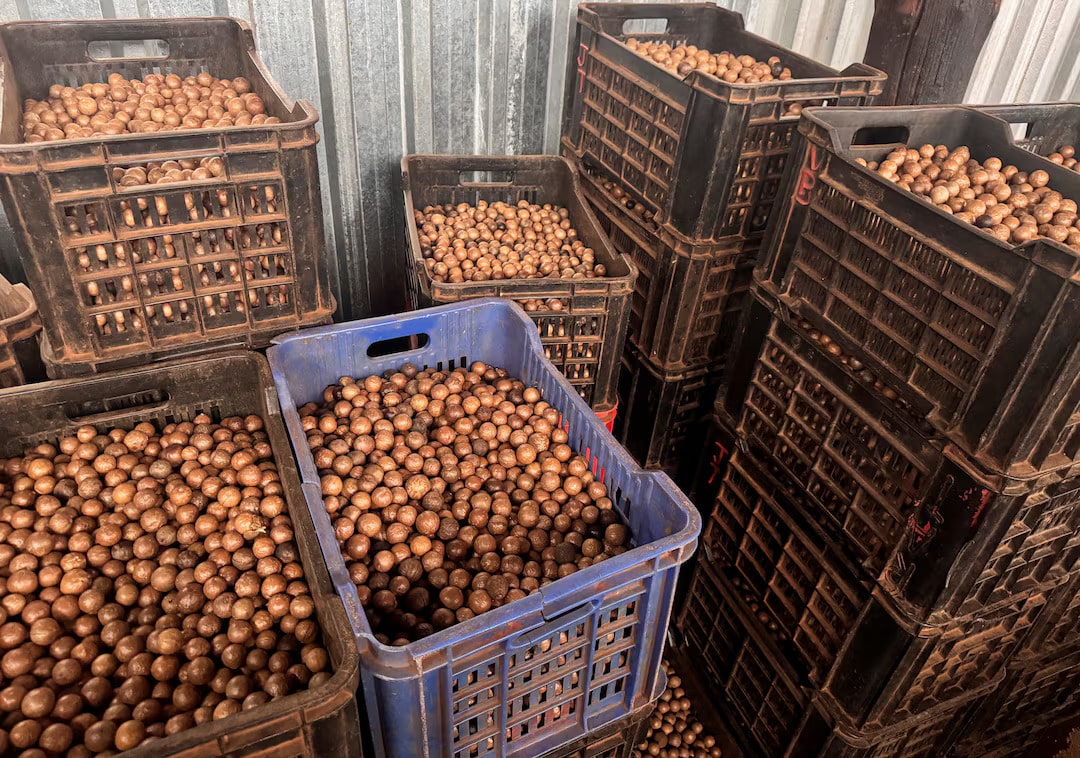 South African macadamia farmers eye new markets after US tariff jolt ...