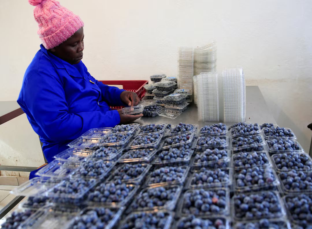 Zimbabwe to start blueberry exports to China after breakthrough ...