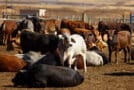 South African farmers count mounting losses as foot-and-mouth disease ...