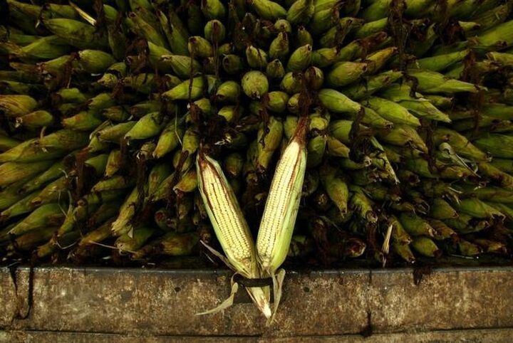 Zambia expected to record another bumper maize harvest, survey shows ...